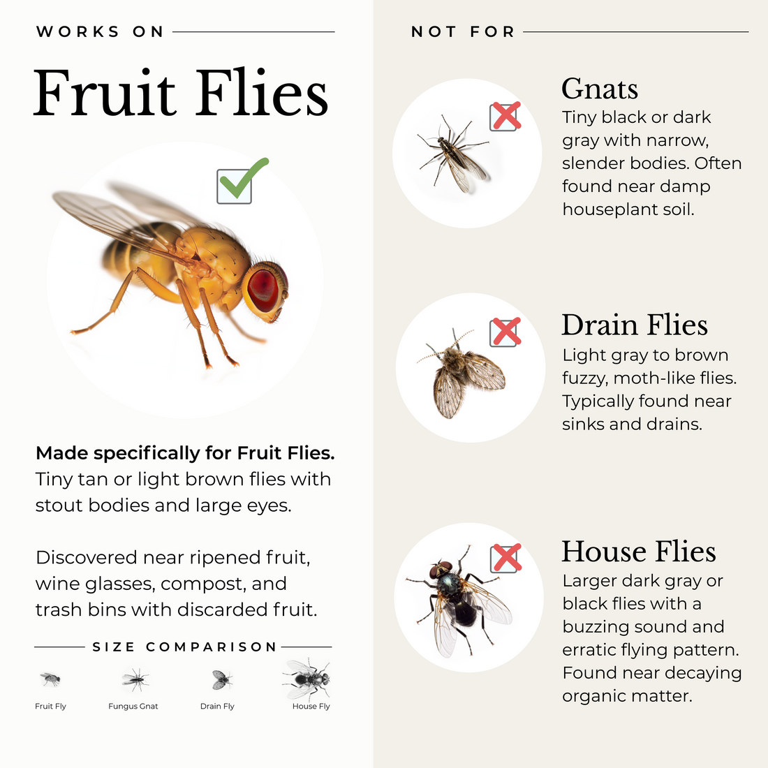 Wondercide Fruit Fly Trap for Home + Kitchen - Raleigh, NC - Holly Springs, NC - Wake Forest, NC ...