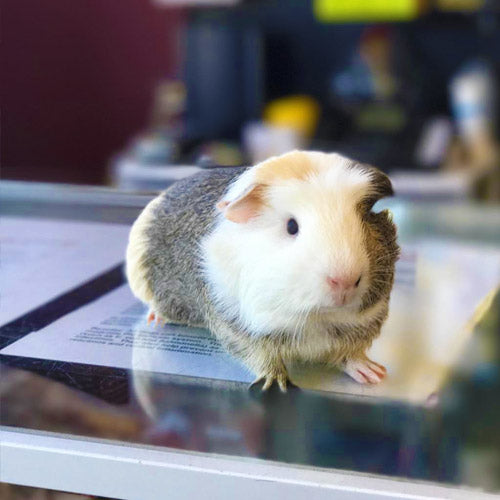 Small Animal - Raleigh, NC - Holly Springs, NC - Wake Forest, NC - Cary ...